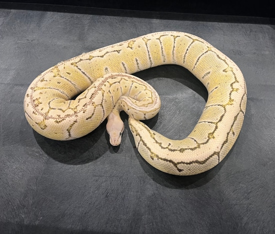 Lemonblast Desert Ghost Ball Python by Butte Ball Pythons LLC