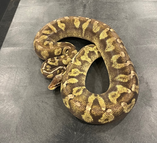 RTB GHI Pewter Ph Clown Ball Python by Butte Ball Pythons LLC
