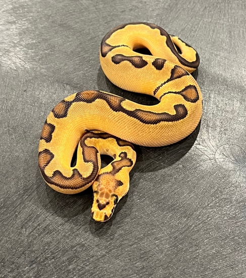 Enchi Vanilla Clown Het Desert Ghost Ball Python by Butte Ball Pythons LLC