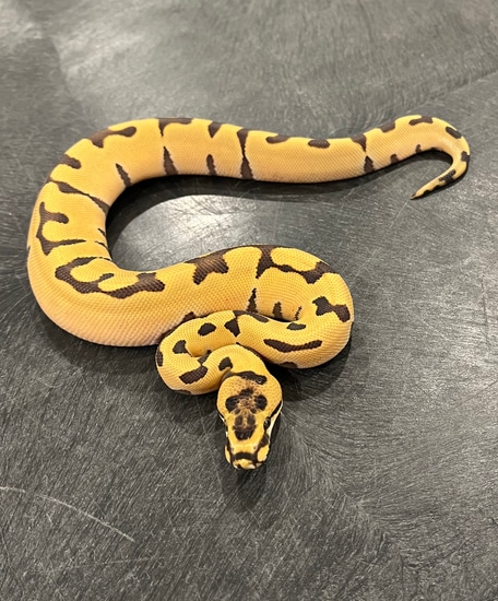 Mario Enchi Spotnose DG Ball Python by Butte Ball Pythons LLC