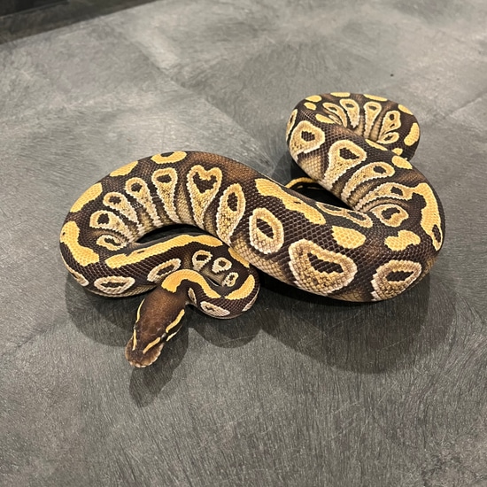 Mojave Het Hypo Ball Python by Butte Ball Pythons LLC