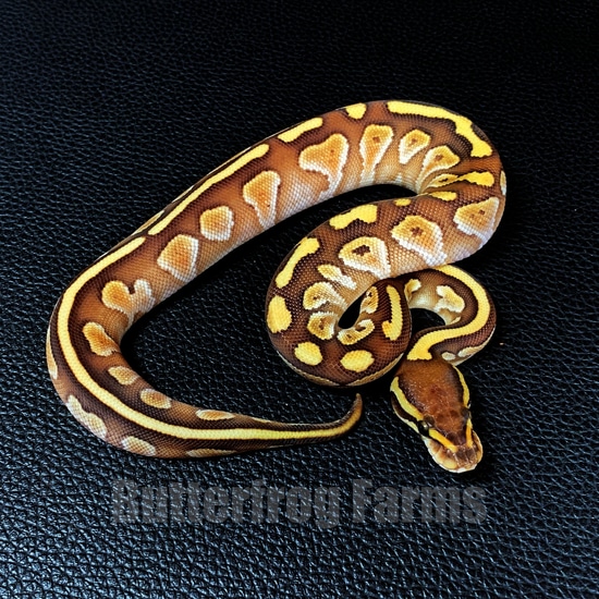 Lesser Ball Python by Butterfrog Farms