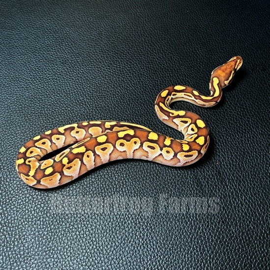 Lesser Ball Python by Butterfrog Farms