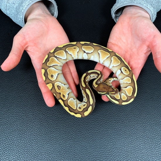 Lesser Ball Python by Butterfrog Farms