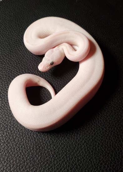 Karma Ball Python by Butterfrog Farms