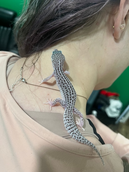 Mac Super Snow Leopard Gecko by Scoots & Sploots Leopard Geckos