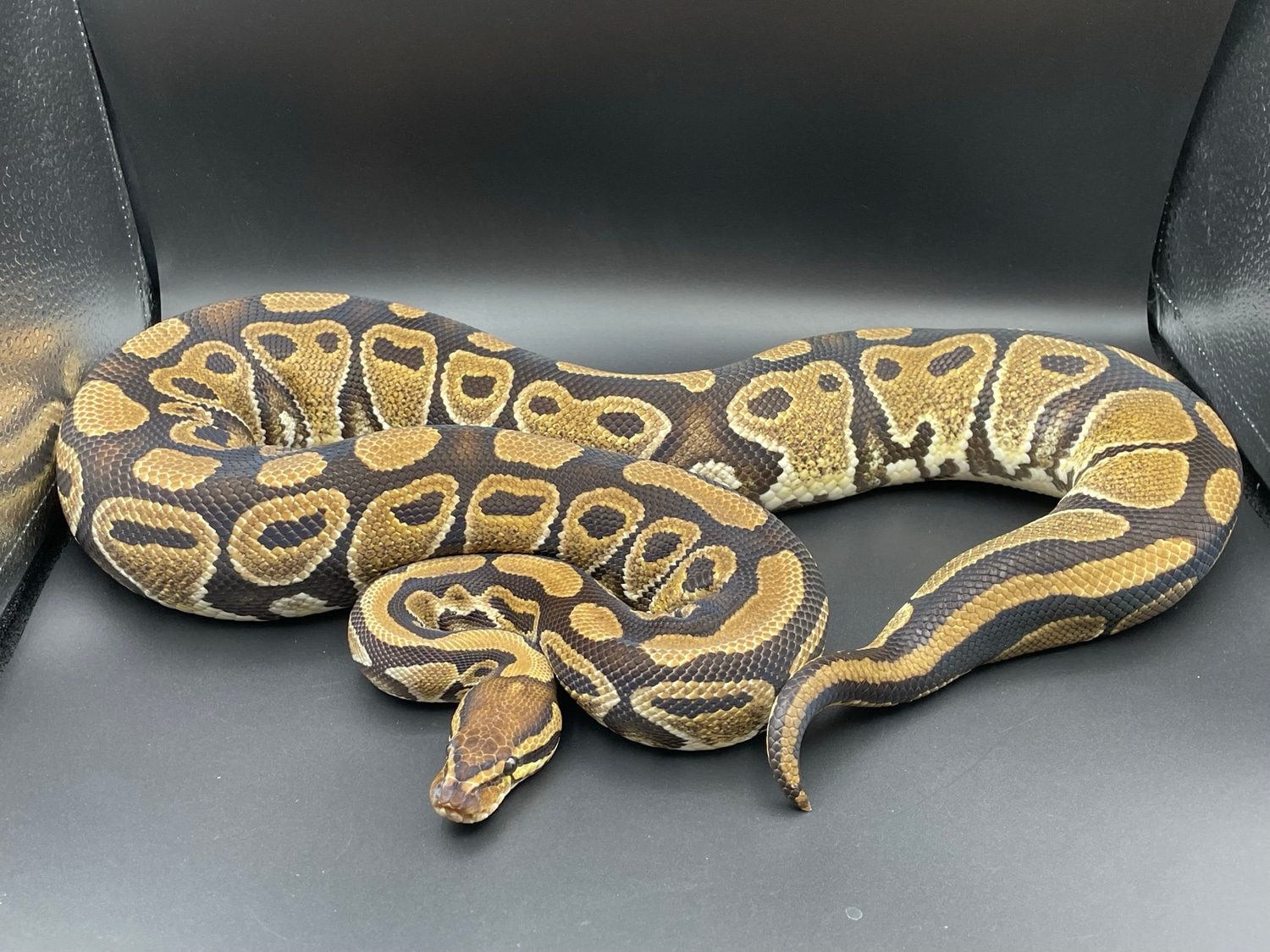 DH Clown / Lavender Albino Ball Python by HR Reptiles - MorphMarket
