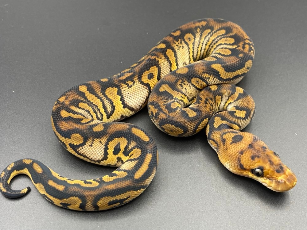 Stranger Clown Ball Python by HR Reptiles - MorphMarket
