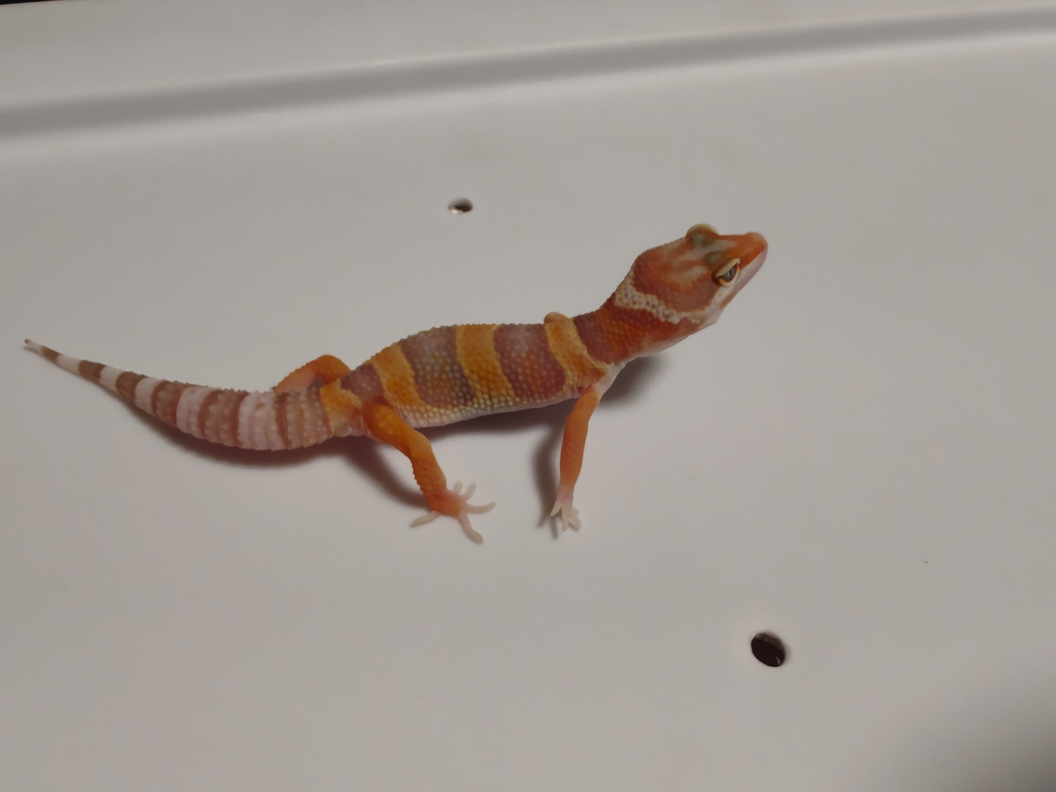 Mandarin TH Eclipse Rainwater Patternless Leopard Gecko by Aois Exotics ...