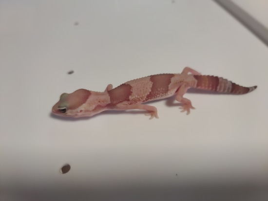 Amel Caramel African Fat-Tailed Gecko by Aois Exotics