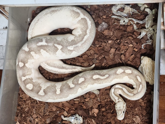 Pastel Calico Fire Lesser OD Ball Python by Aois Exotics