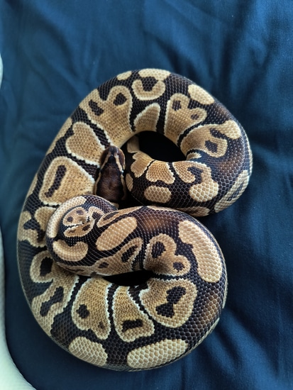 Het Paint Ball Python by Aois Exotics
