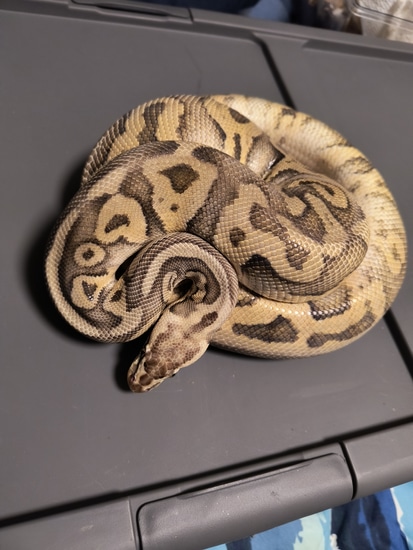 Leopard Superfly Pos Het Clown Ball Python by Aois Exotics