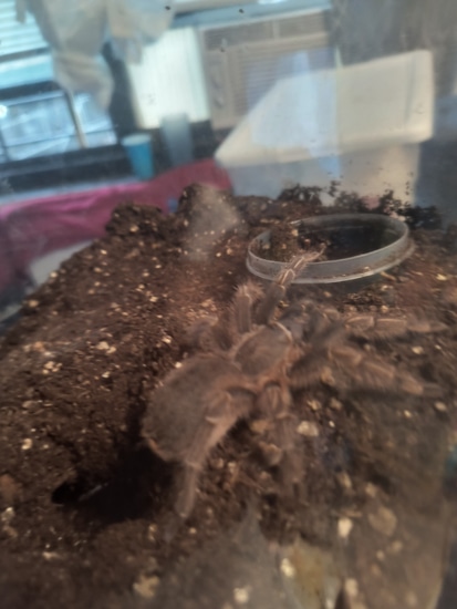 Costa Rican Zebra Tarantula by Aois Exotics