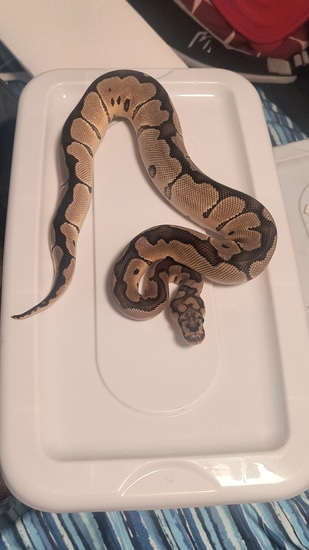 Blade Clown Ball Python by Aois Exotics