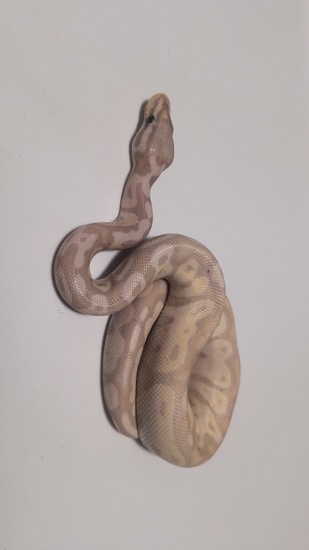 Banana Pastel Calico OD Ball Python by Aois Exotics
