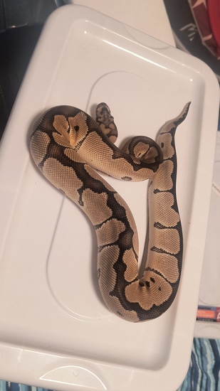 Blade Clown Ball Python by Aois Exotics