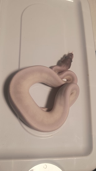 Purple Passion Ball Python by Aois Exotics