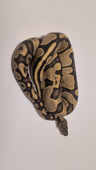 Hypo 💯 Het Pied Ball Python by Aois Exotics
