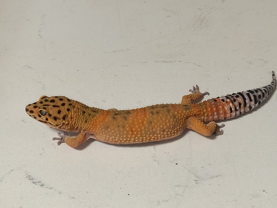 Blood Emerine Tang Cross Ph Raptor Leopard Gecko by Aois Exotics