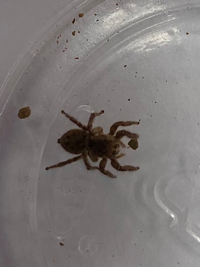 Jumping Spider by Tails & Scales