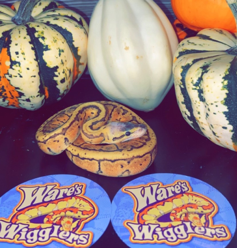 Dragon Fly Ball Python by Wares Wigglers - MorphMarket