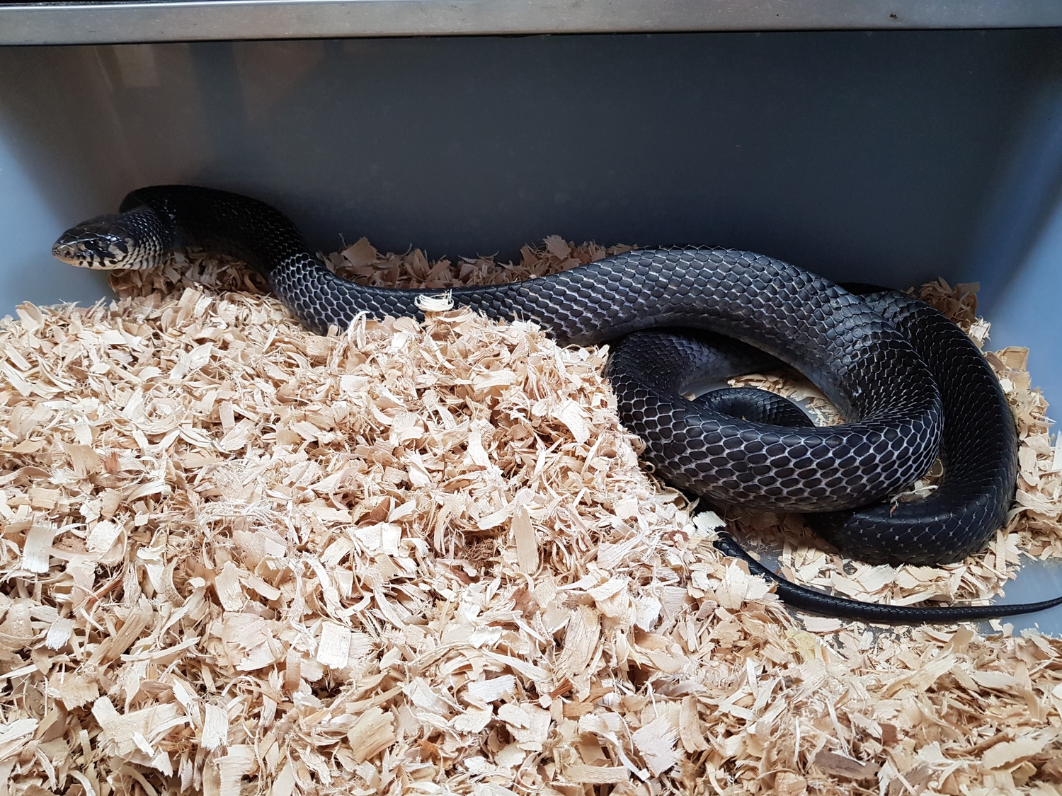 Rubidus (Mexican Redtail Indigo) Indigo Snake by High Desert Herps ...