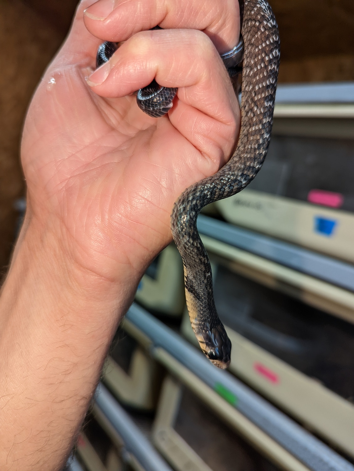 Rubidus - BIG Parents Indigo Snake by High Desert Herps - MorphMarket