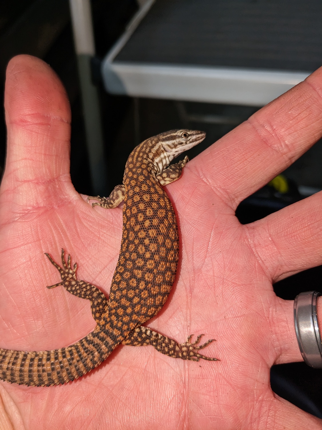 Red Ackie Babies - Outstanding Rare Earth X Retes Line - $350 Spiny ...