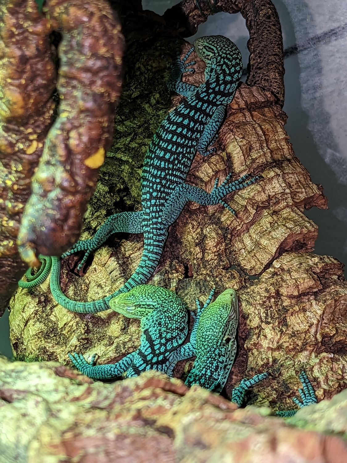 USCB Babies Green Tree Monitor by High Desert Herps - MorphMarket