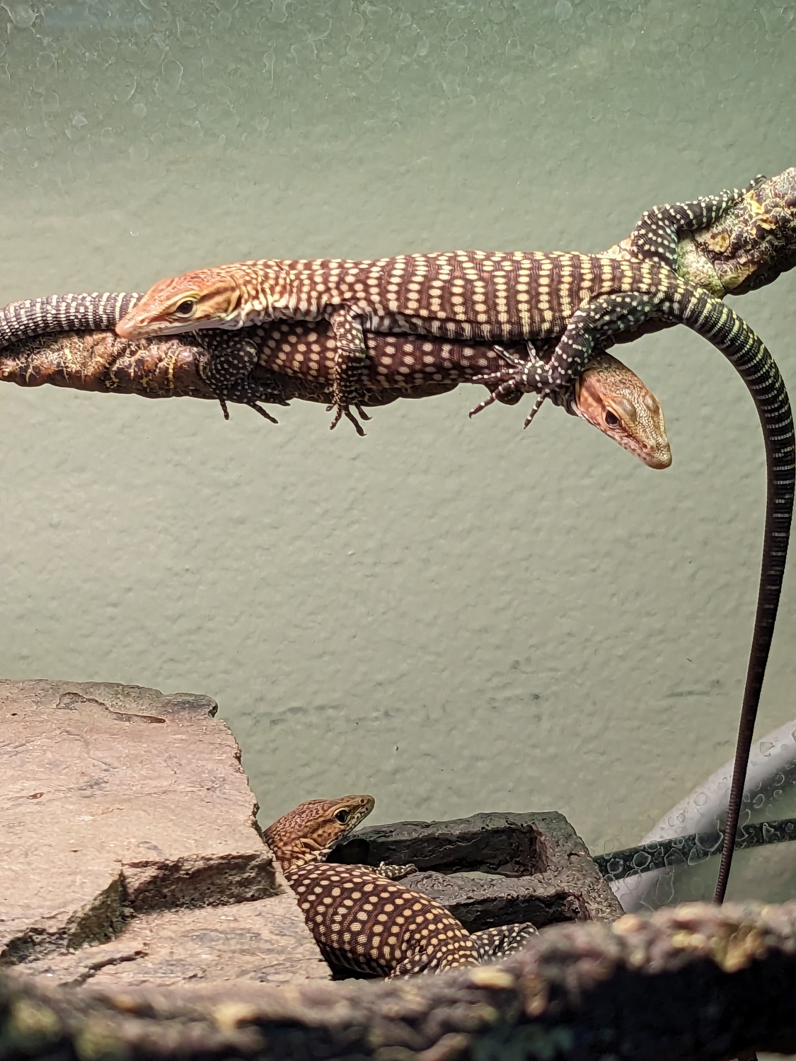 Freckle Headed Monitor Babies Other Monitor by High Desert Herps ...