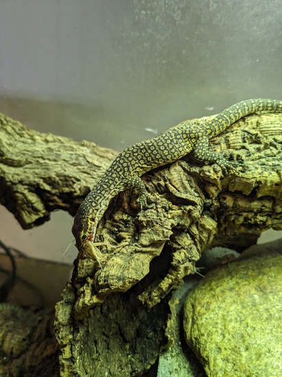 USCB Varanus Auffenbergi Babies Other Monitor by High Desert Herps