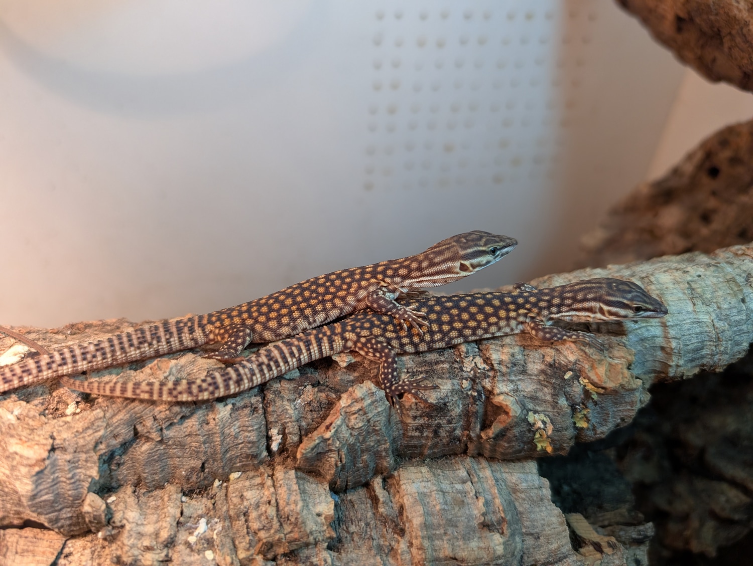 Red Ackie Monitor Baby - Rare Earth Lineage