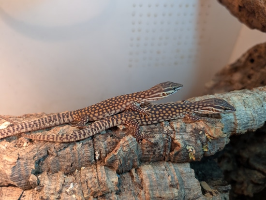 (2) Red Ackie Monitor Babies - Rare Earth Line by High Desert Herps