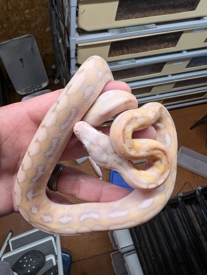 50% SD Tiger Purple Snow Reticulated Python by High Desert Herps