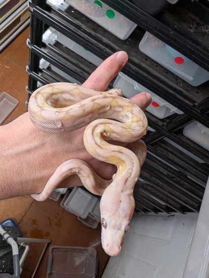 50% SD Tiger Purple Snow Reticulated Python by High Desert Herps
