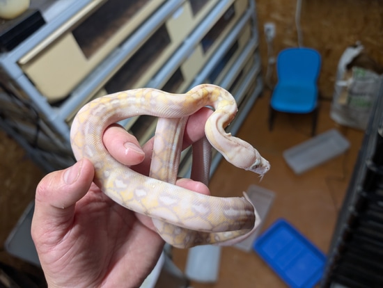 50% SD Tiger Purple Snow Reticulated Python by High Desert Herps