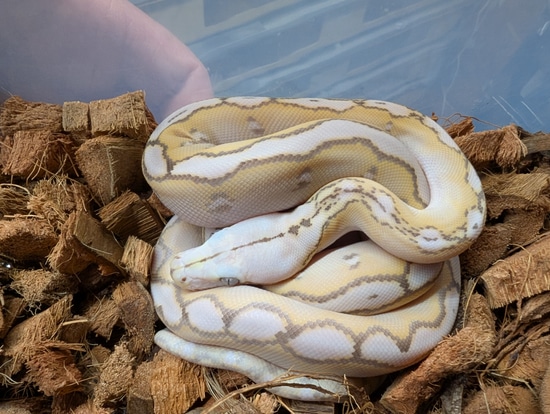 50% SD Motley Purple Snow Reticulated Python by High Desert Herps