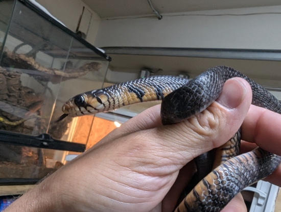 2024 Drymarchon Rubidus - Mexican Indigo Guerrero Locale Cribo & Indigo ...