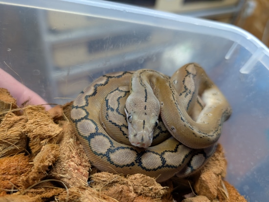 High % SD - Motley Het Purple Snow Reticulated Python by High Desert Herps