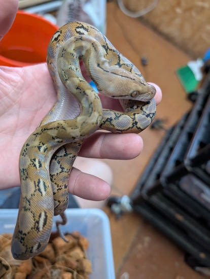 High % SD - Platinum Het Purple Snow Reticulated Python by High Desert ...