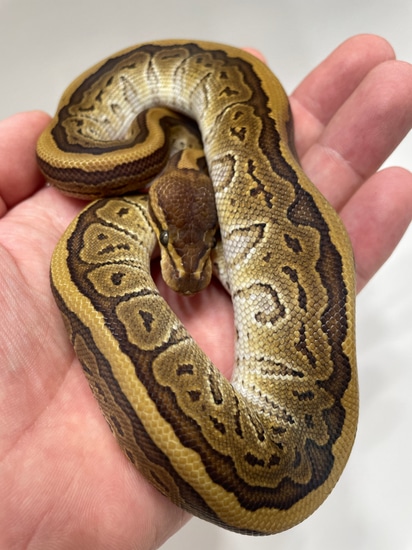 Mojave Pinstripe “Jigsaw” Ball Python by L&B Reptiles