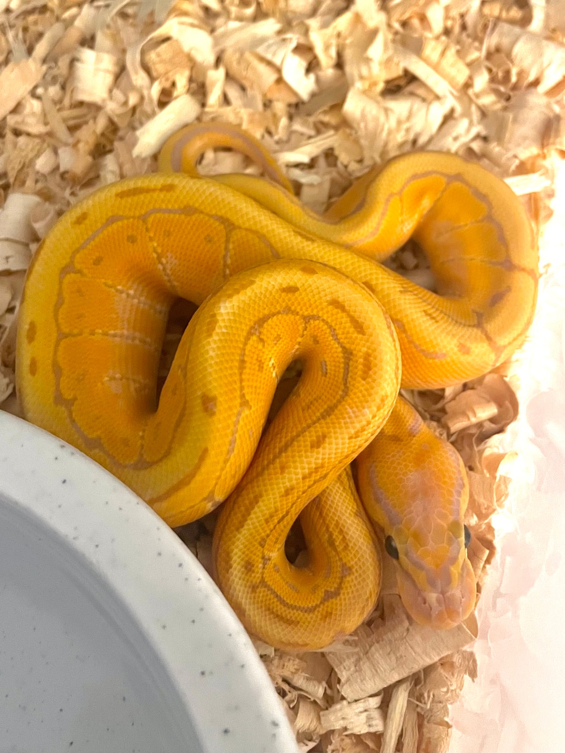 Banana Pinstripe Ball Python by L&B Reptiles - MorphMarket