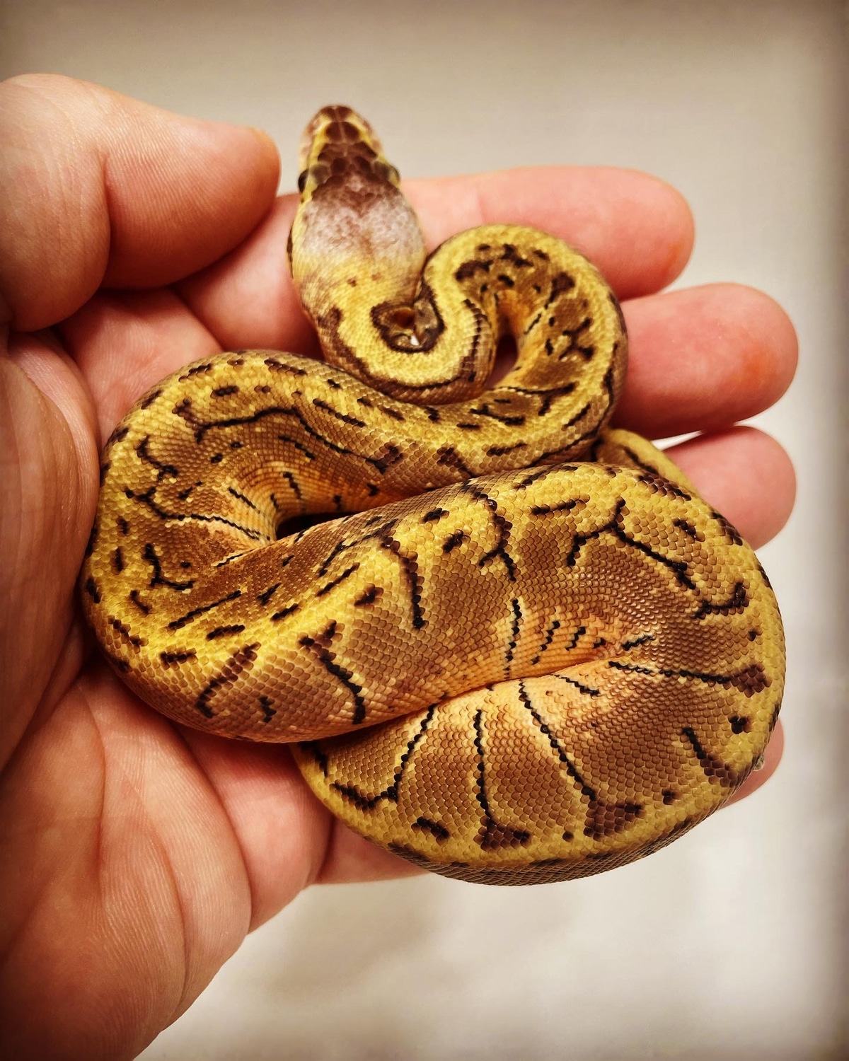 Pastel Pinstripe “Lemonblast” Ball Python by L&B Reptiles - MorphMarket