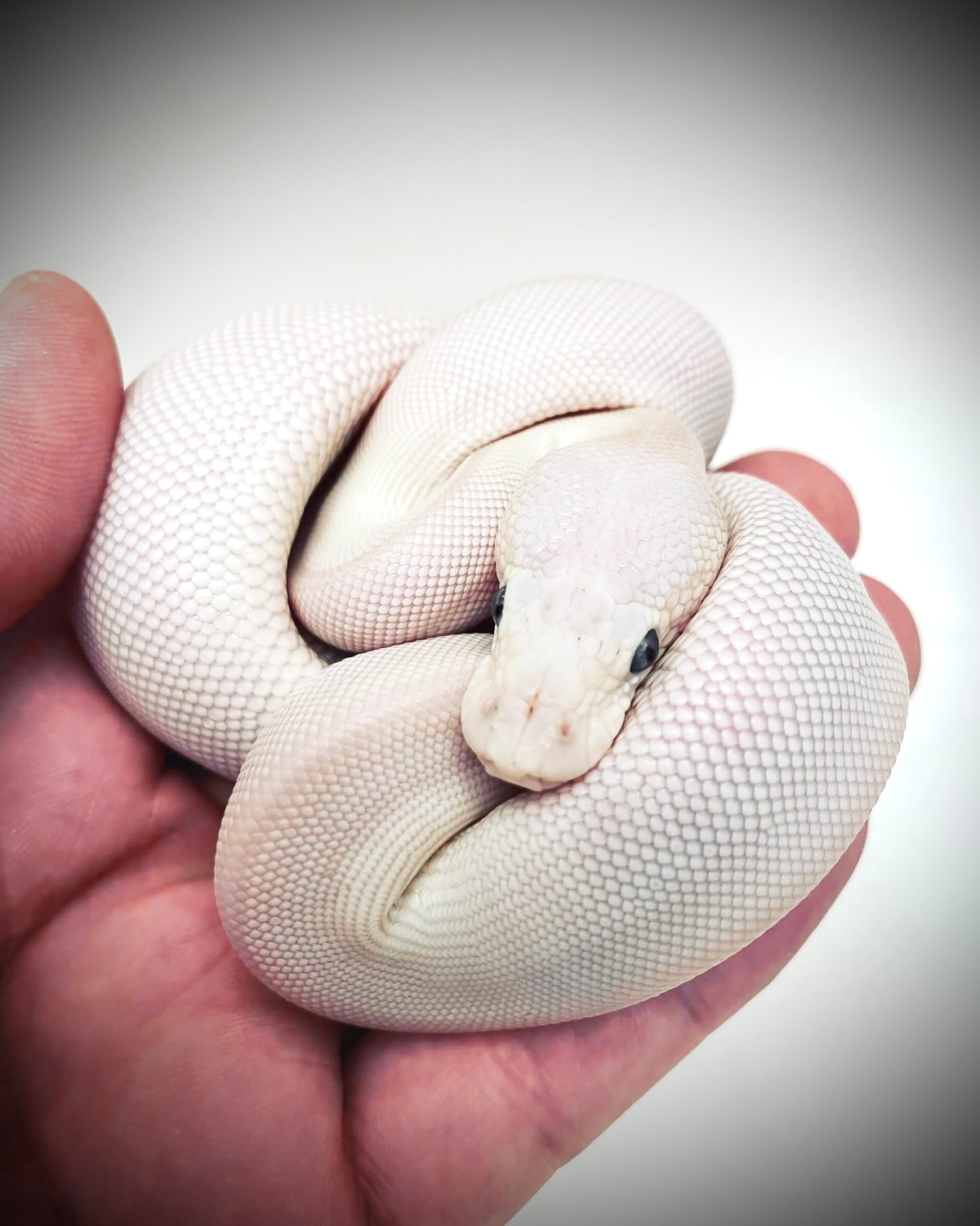 Lesser Mojave BEL, Likely Banana Pinstripe, Possible Pastel Ball Python ...