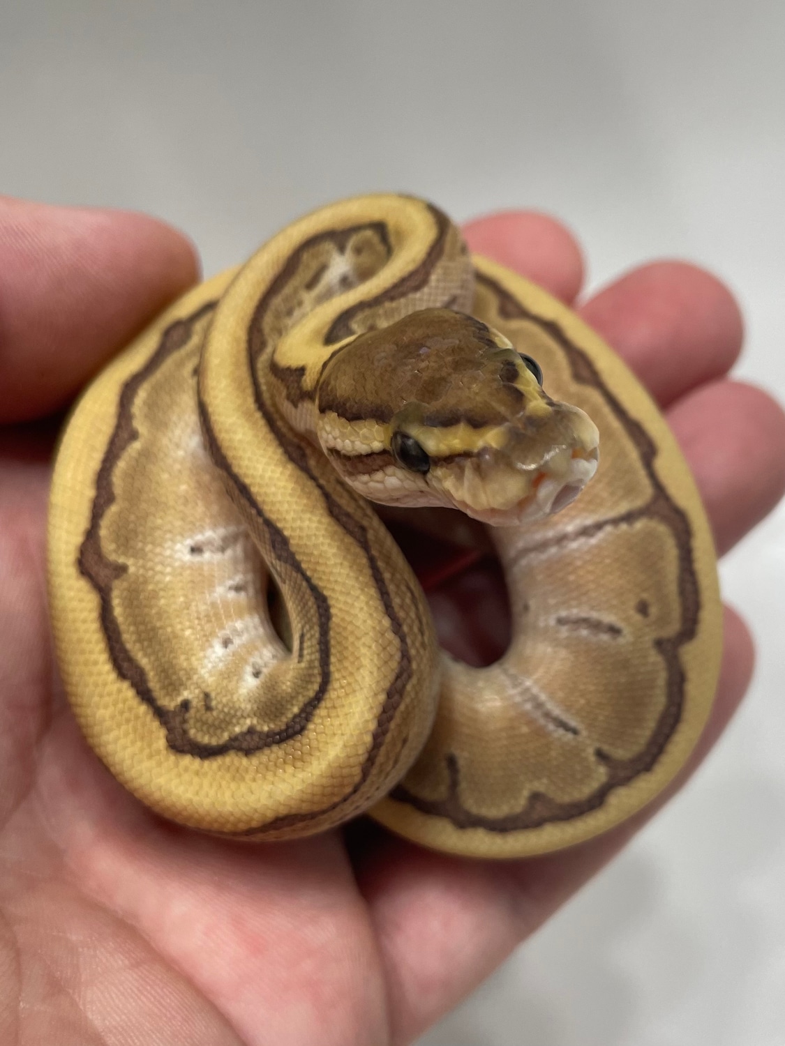 Lesser Pinstripe “Kingpin” Ball Python by L&B Reptiles - MorphMarket