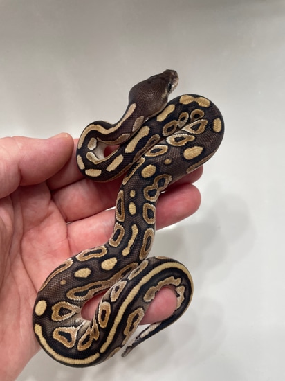 Cinnamon Mojave “Savannah” Ball Python by L&B Reptiles