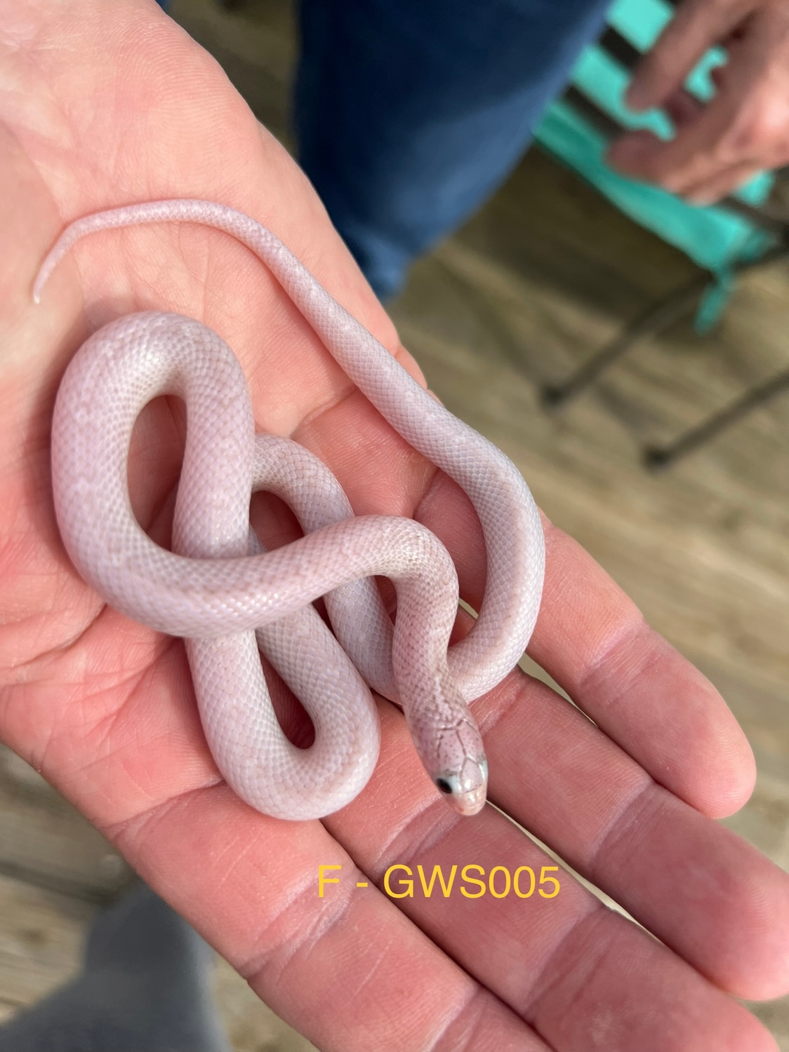 Ghost White Sided Florida Kingsnake by Good Earth Reptiles - MorphMarket
