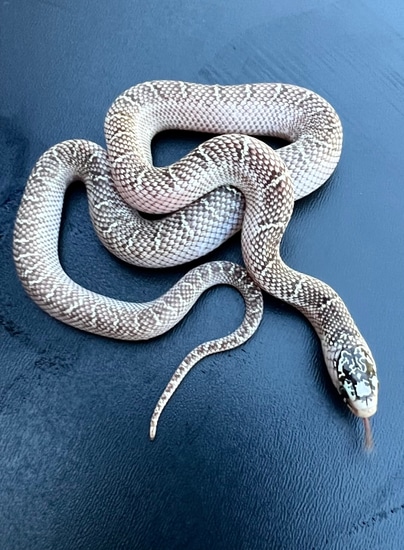 Whiteside, Het Peanut Butter, Possible Het Axanthic Florida Kingsnake ...