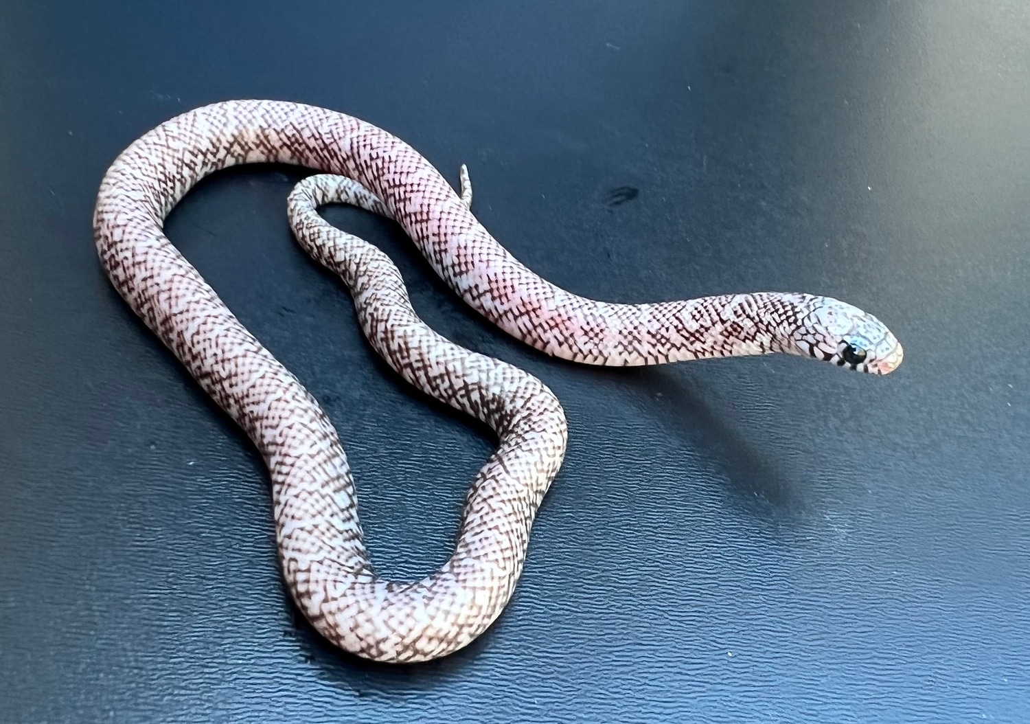 2022 Ghost, Pos Het Albino, Male Florida Kingsnake by Good Earth ...